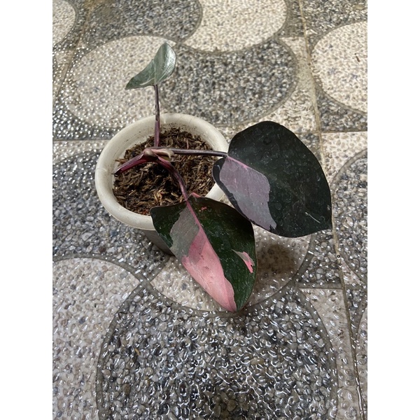 Jual ppp marble | Shopee Indonesia