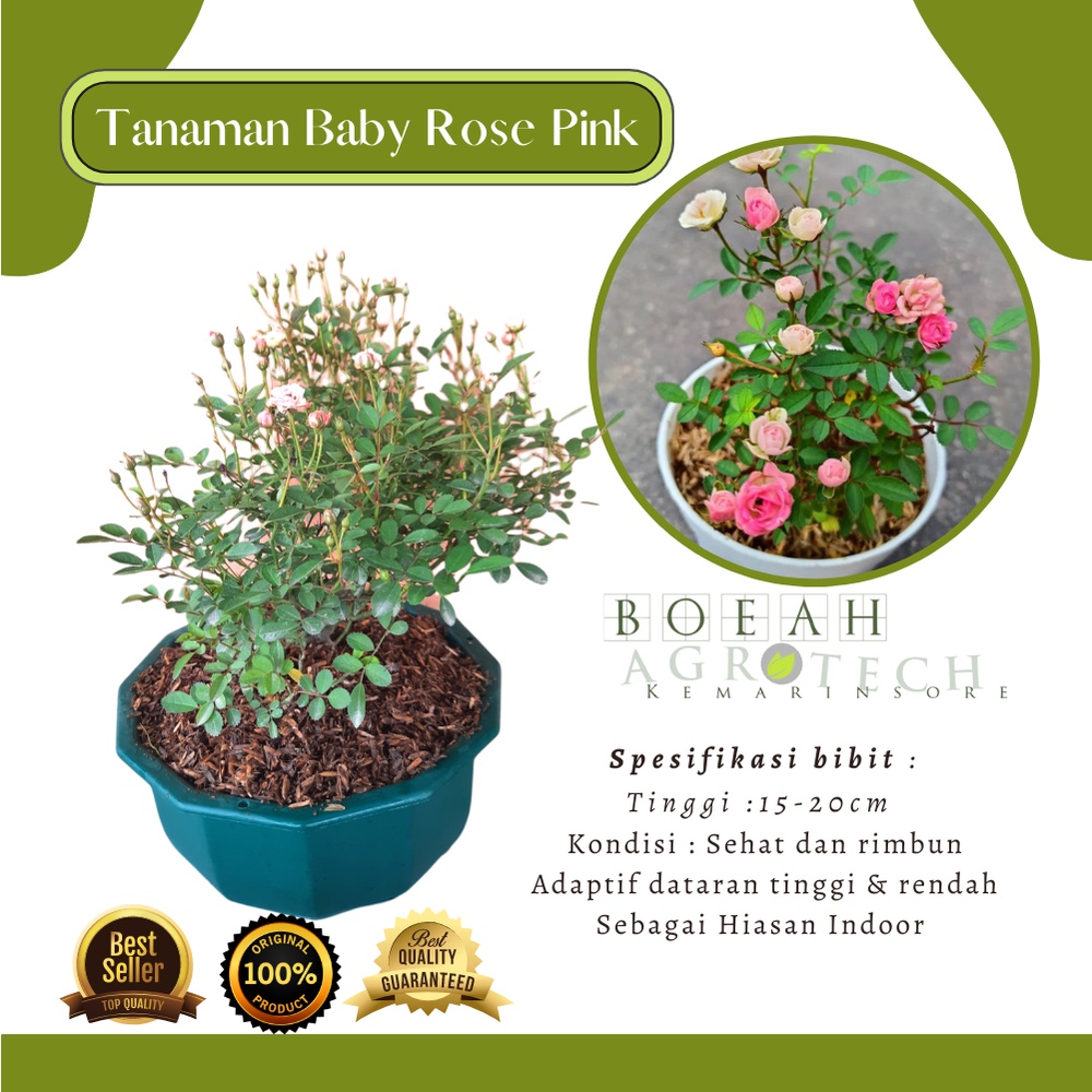 Jual Bibit Tanaman Hias Bunga Baby Rose Pink Ukuran Kecil Sudah ...