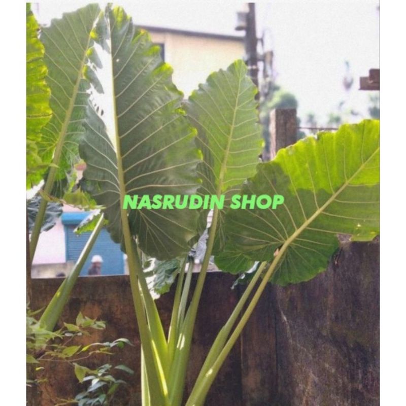 Jual BONGGOL JUMBO TALAS BIRA 1KG PERBATANG / TALAS SENTE | Shopee ...