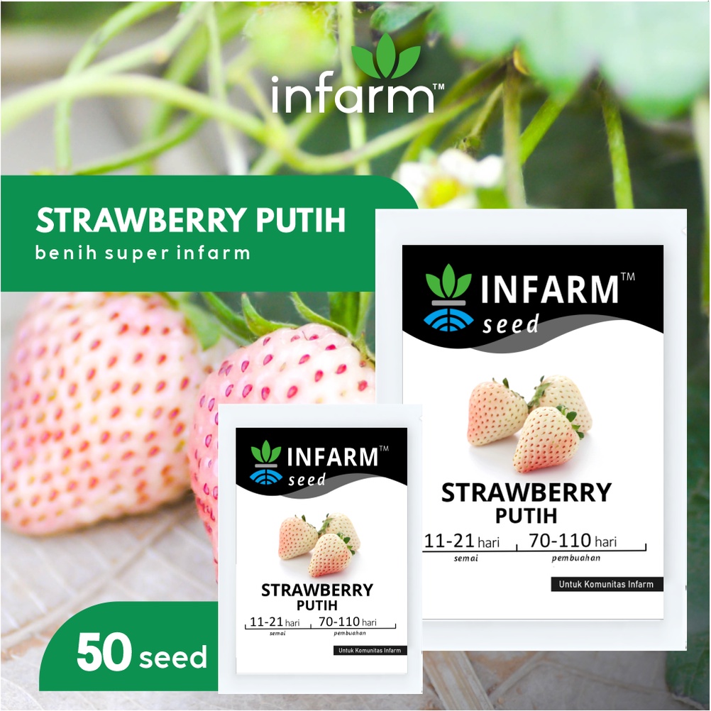 Jual INFARM - Benih Bibit Biji Super Buah Strawberry Putih Besar Manis | Shopee Indonesia