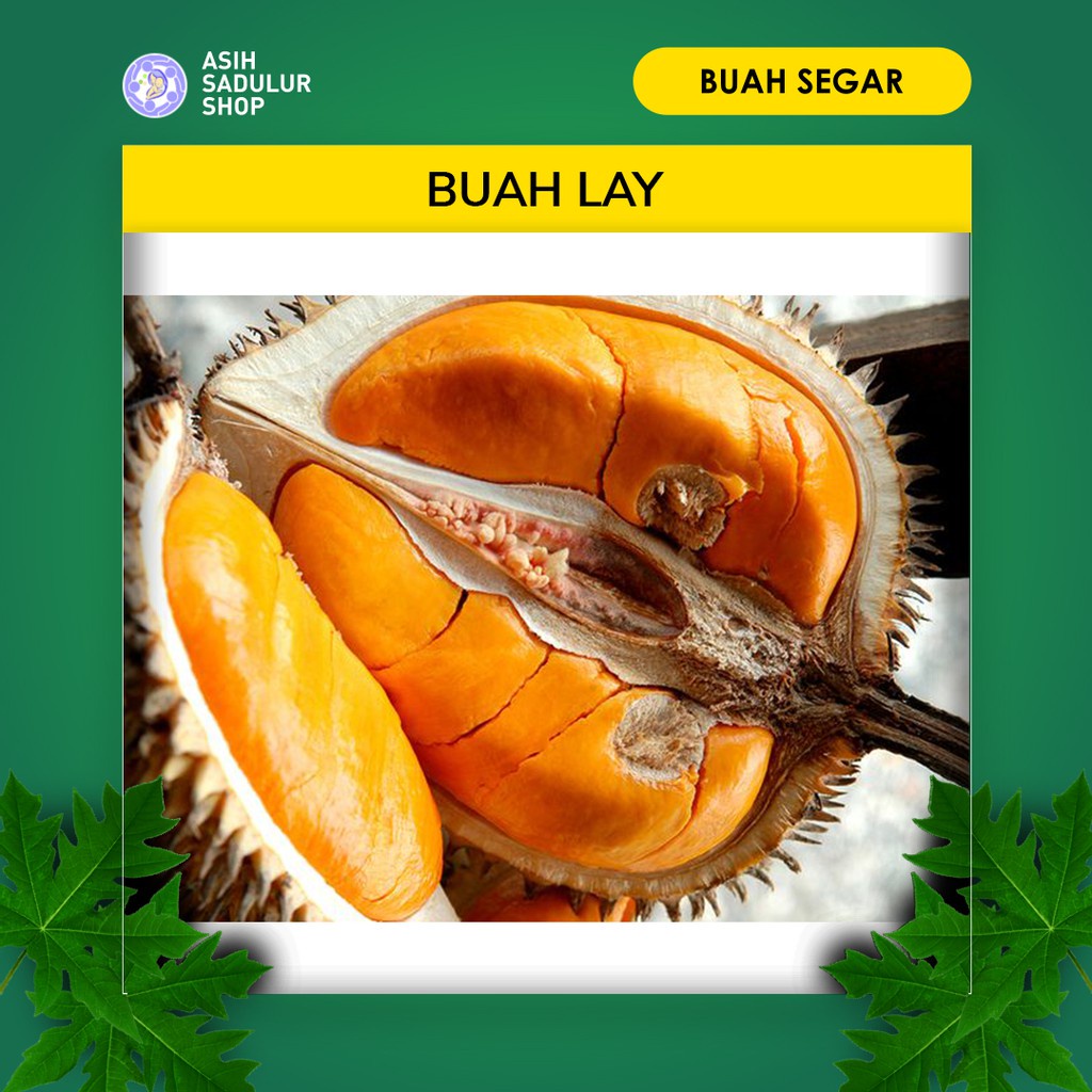Jual Buah Lai/Lay Durian Kalimantan Populer Bandung | Shopee Indonesia