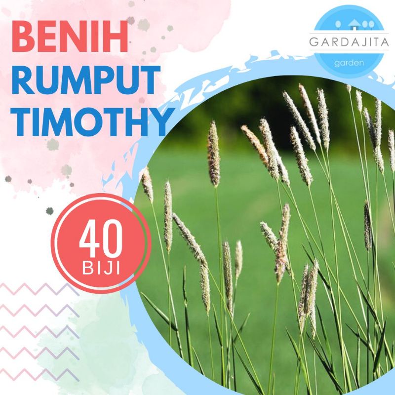 Jual RUMPUT TIMOTY [isi-40] - Benih Biji Grass | Shopee Indonesia