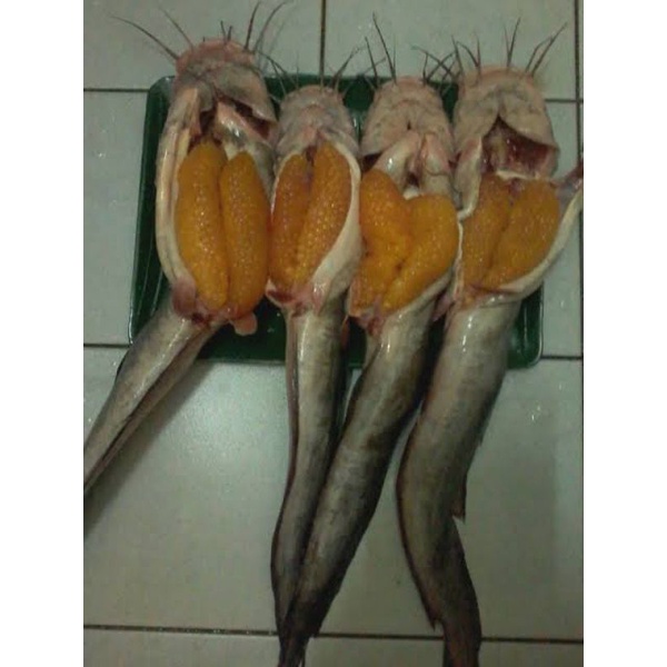 Jual Ikan Sembilang Bertelur 1kg | Shopee Indonesia
