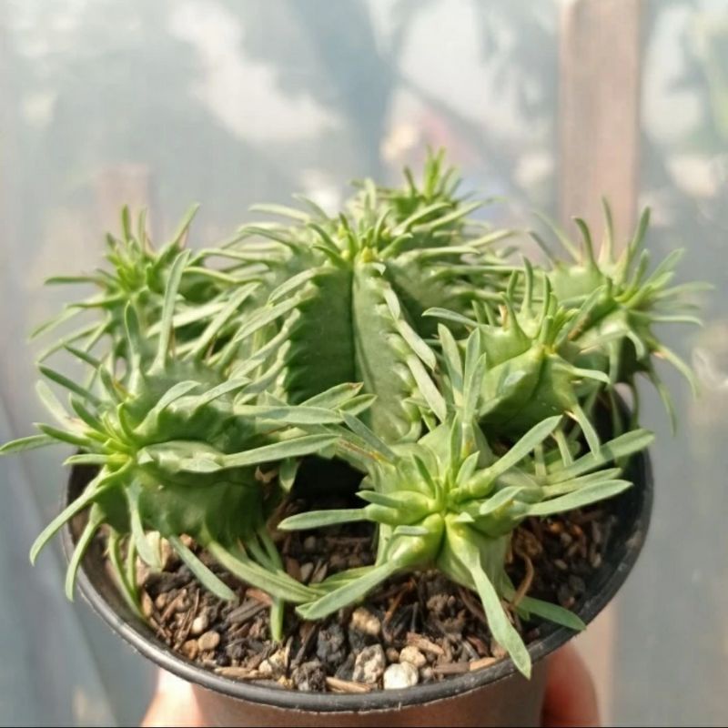 Jual Euphorbia Pulvinata | Octopus Cactus | Kaktus Gurita | Paketan ...