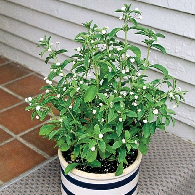 Jual Tanaman Daun Manis Herbs Stevia Rebaudiana (Candy Leaf) | Shopee ...