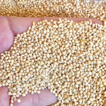 Jual BIJI MILLET MILET PUTIH PAKAN BURUNG BERKICAU DLL | Shopee Indonesia