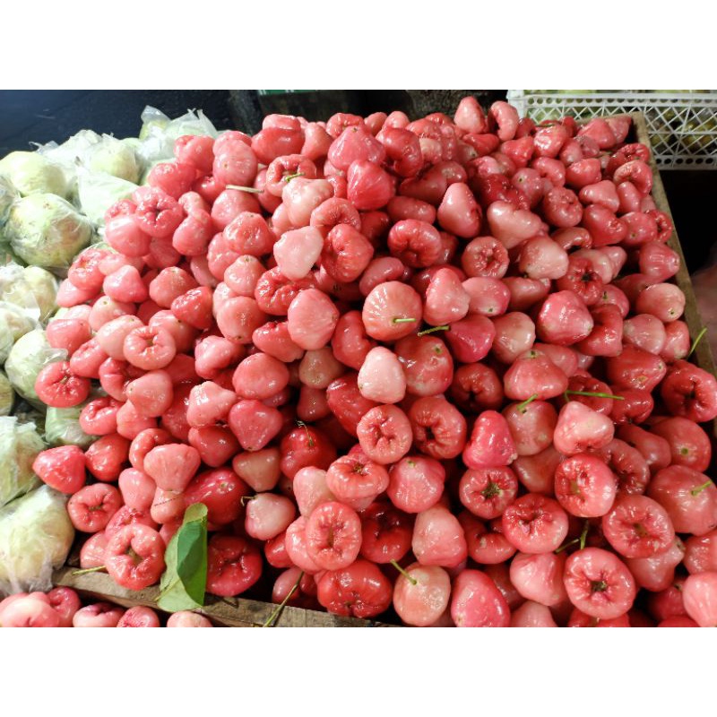 Jual Jambu air rujak 1kg satu kilo (GRAB GOJEK SHOPEE KURIR ) rasa asem ...