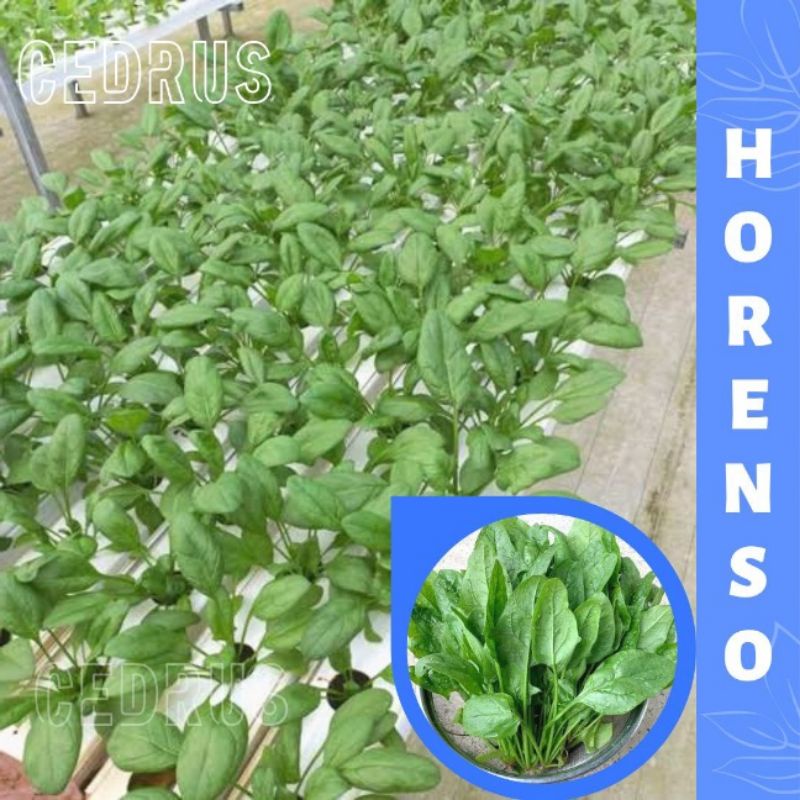 Jual BAYAM JEPANG (isi-7) - Benih Biji Sayur Horenso | Shopee Indonesia