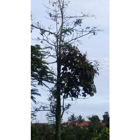 Jual Benalu randu segar 250 gram | Shopee Indonesia