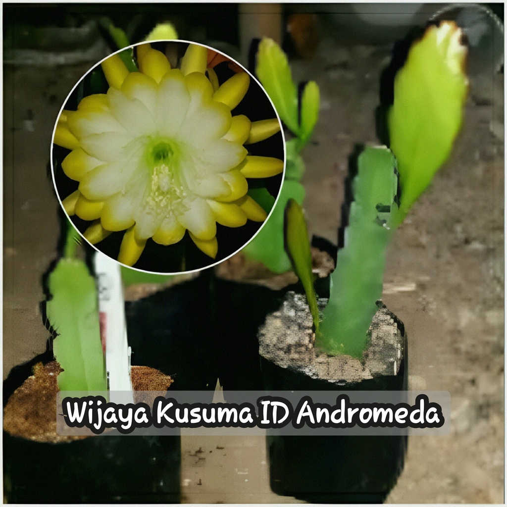 Jual Tanaman Hias Wijaya Kusuma Hybrid ID Andromeda Bunga Putih Kuning ...