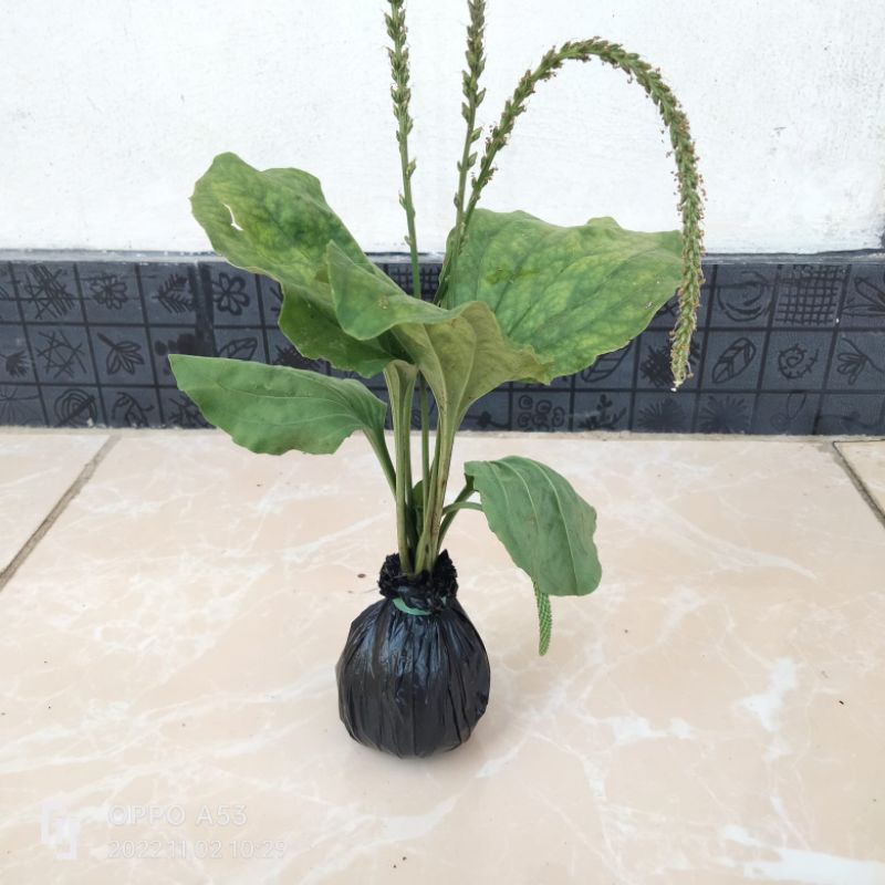 Jual Bibit Tanaman Ki Urat Siap Tanam | Shopee Indonesia