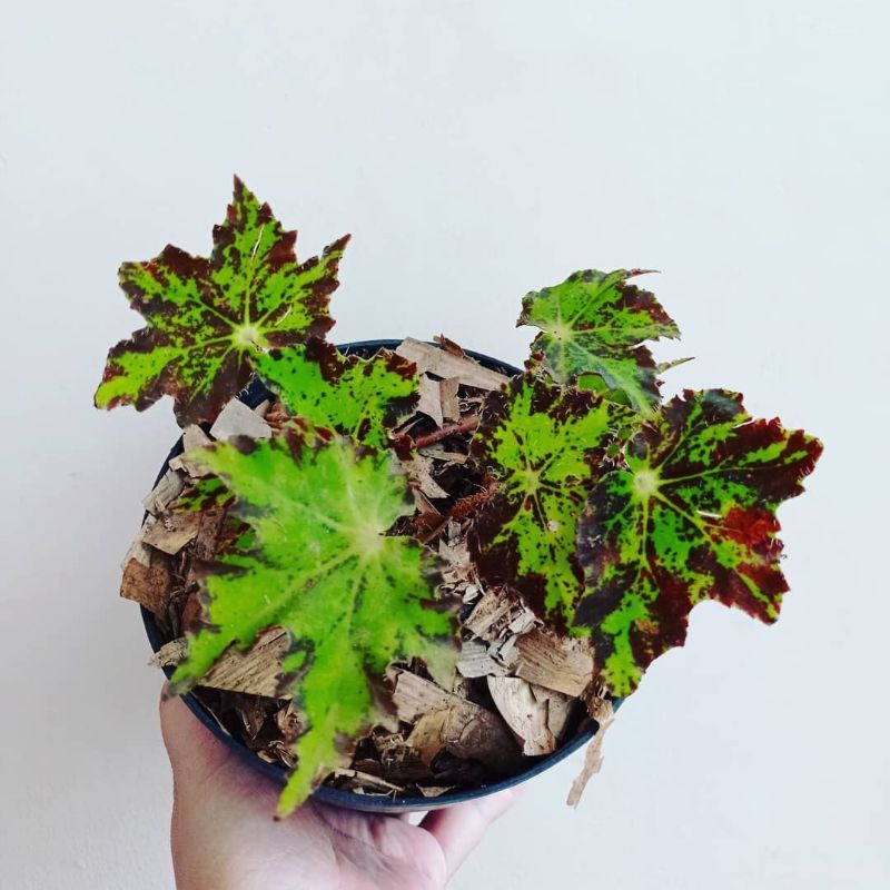 Jual Bunga Begonia CLEOPATRA BINTANG - Tanaman Hias Begonia Cleopatra ...