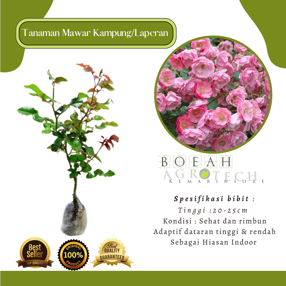 Jual Bibit Tanaman Hias Bunga Mawar Kampung Wangi (Laperan) | Shopee ...