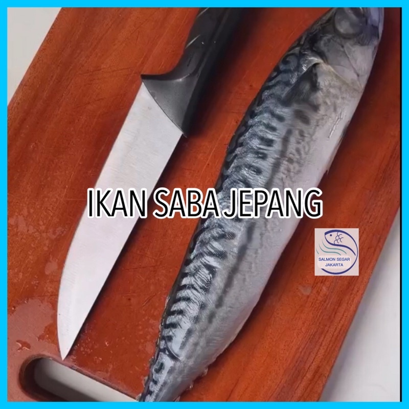 Jual Ikan Saba Norwegia - Mackarel Impor | Shopee Indonesia