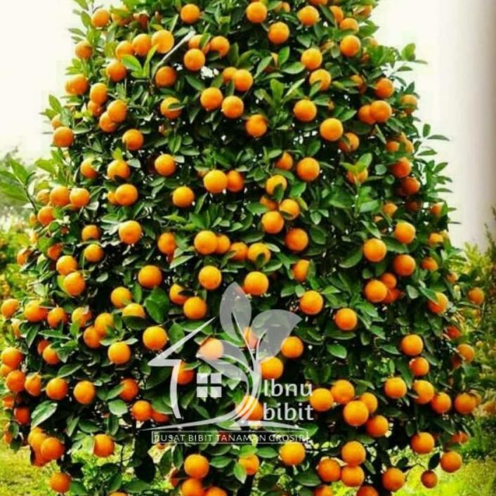 Jual PRODUK TREND BIBIT JERUK SANTANG MADU bisa berbuah dalam pot ♔ 874 | Shopee Indonesia