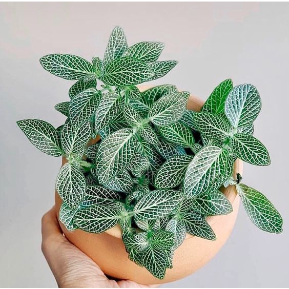 Jual Tanaman hias fitonia white | Shopee Indonesia