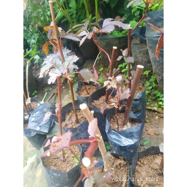 Jual BIBIT TANAMAN MAPLE JAPAN / SAMBUNGAN BONSAI MAPLE JAPAN / TANAMAN ...