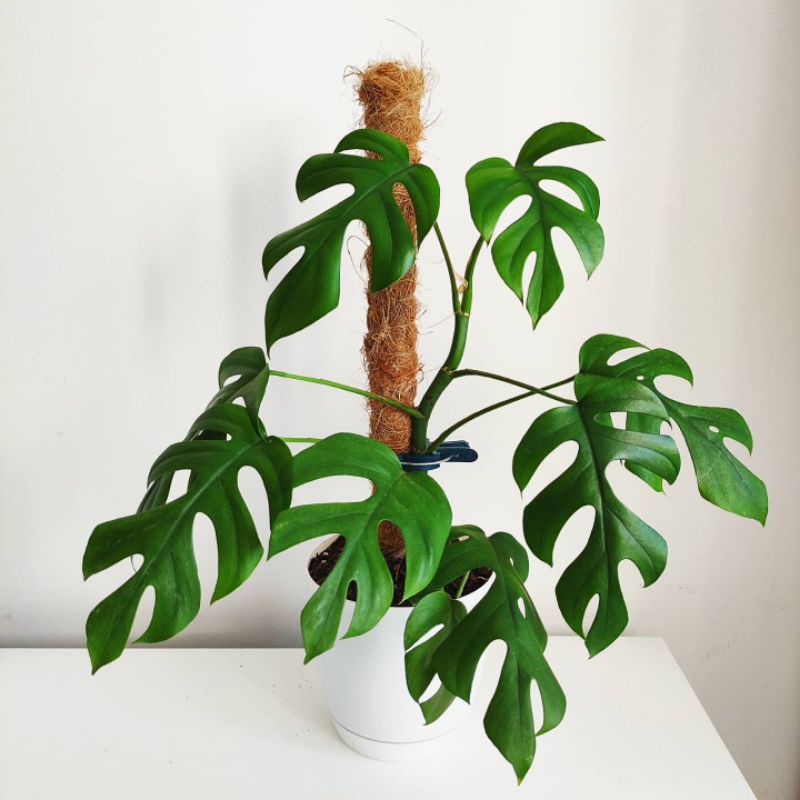 Jual Tanaman Hias Philodendron monstera mini 7-9 daunan / rhaphidophora ...