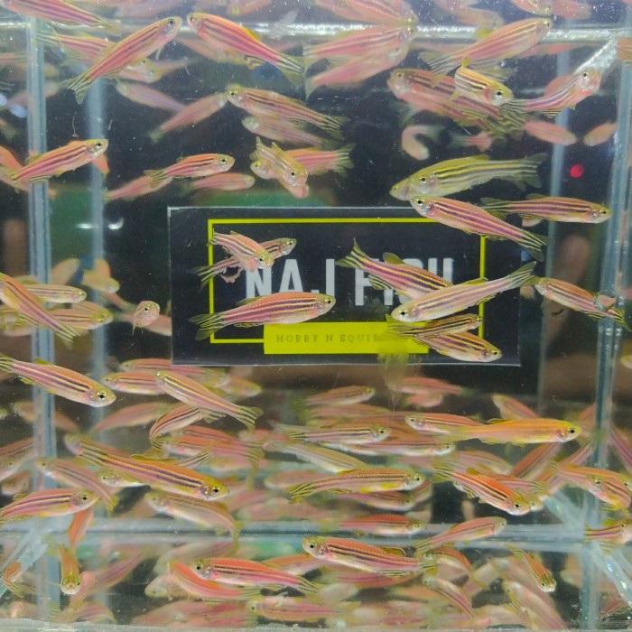 Jual Ikan Danio Ungu Penghias Aquarium Aquascape Gojek Only | Shopee ...