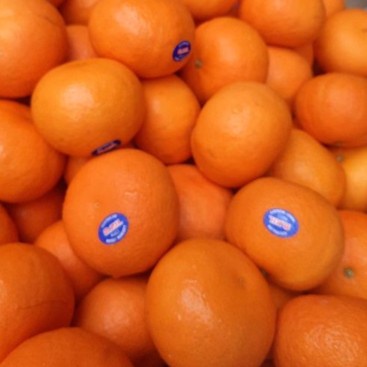 Jual buah jeruk mandarin pasar online makassar | Shopee Indonesia