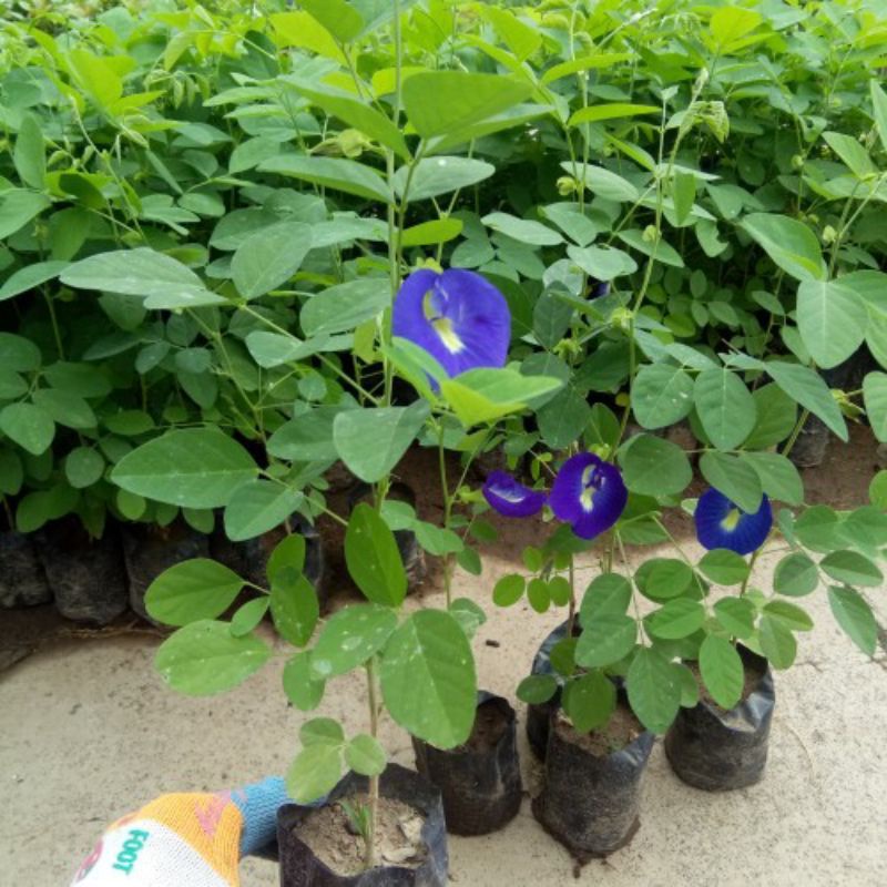 Jual Tanaman Herbal Bunga Telang | Shopee Indonesia
