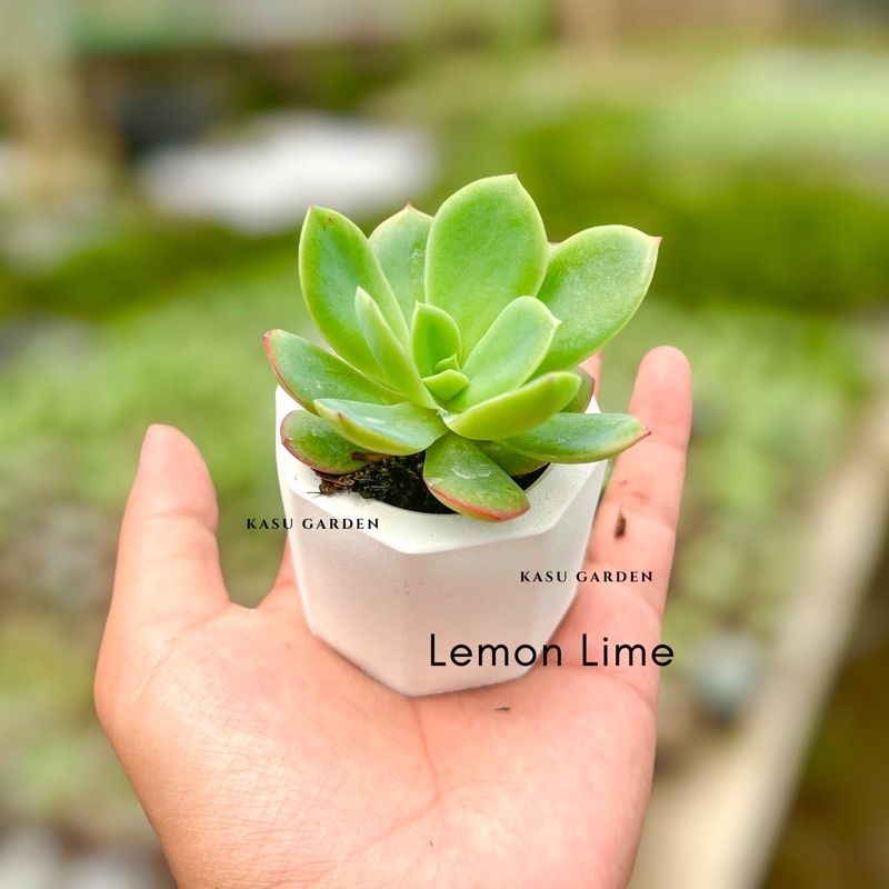 Jual Kaktus Sukulen mini fullset (free pot semen, tanah, batu hias ...