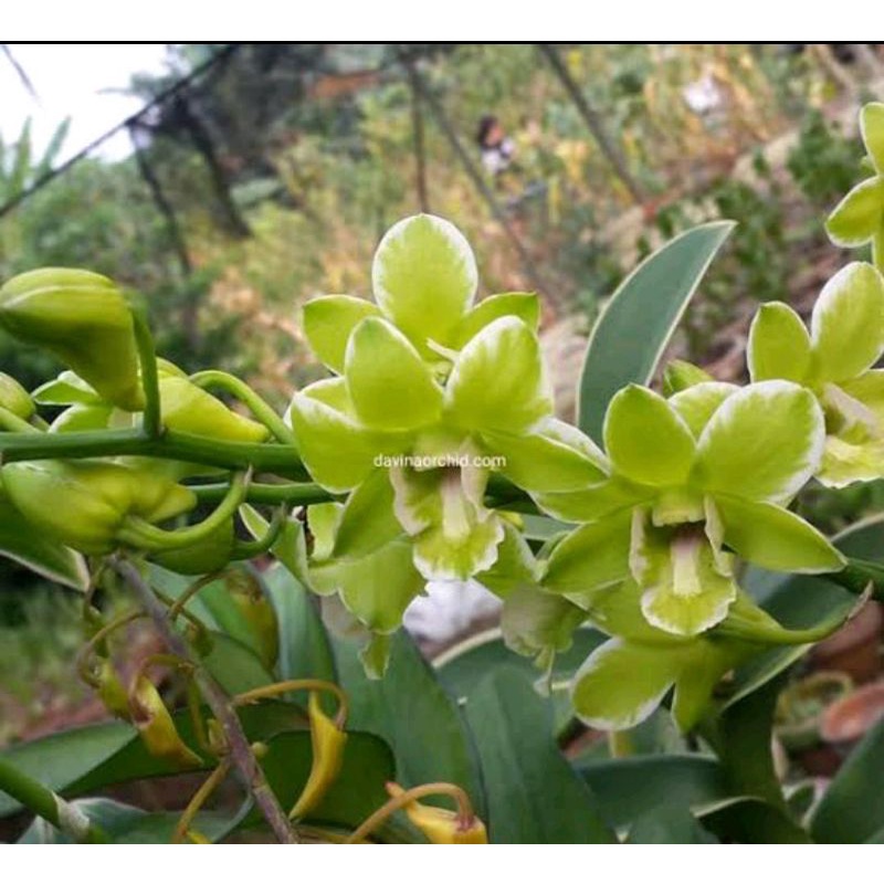 Jual Anggrek Dendrobium Burana Jade Varigata Dewasa | Shopee Indonesia