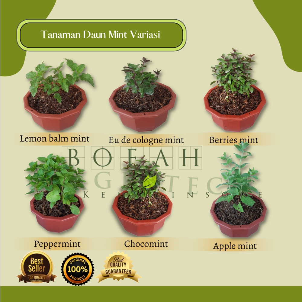 Jual Bibit Tanaman Daun Mint/ Tanaman Daun Mint Lengkap 7 Jenis Pilih 5 ...