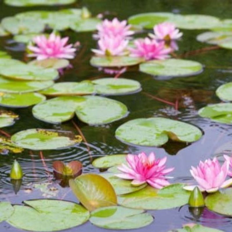 Jual Teratai Air / Nymphaea Sp Attraction - Tanaman Air, Kolam | Shopee ...