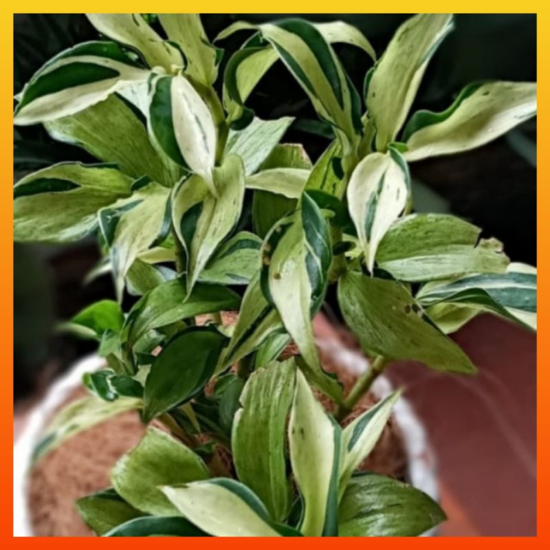 Jual Tanaman Hias Pacing Bunga Hidup Pentul Variegata | Shopee Indonesia