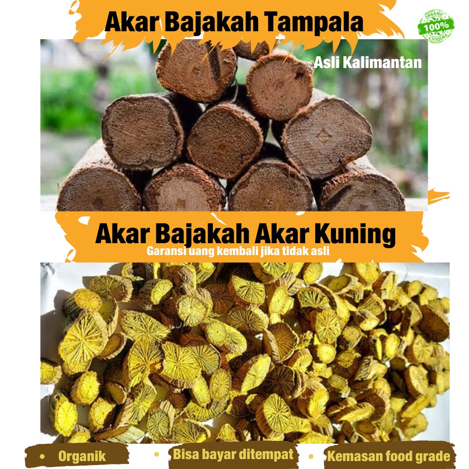 Jual akar bajakah asli kalimantan 1kg | Shopee Indonesia