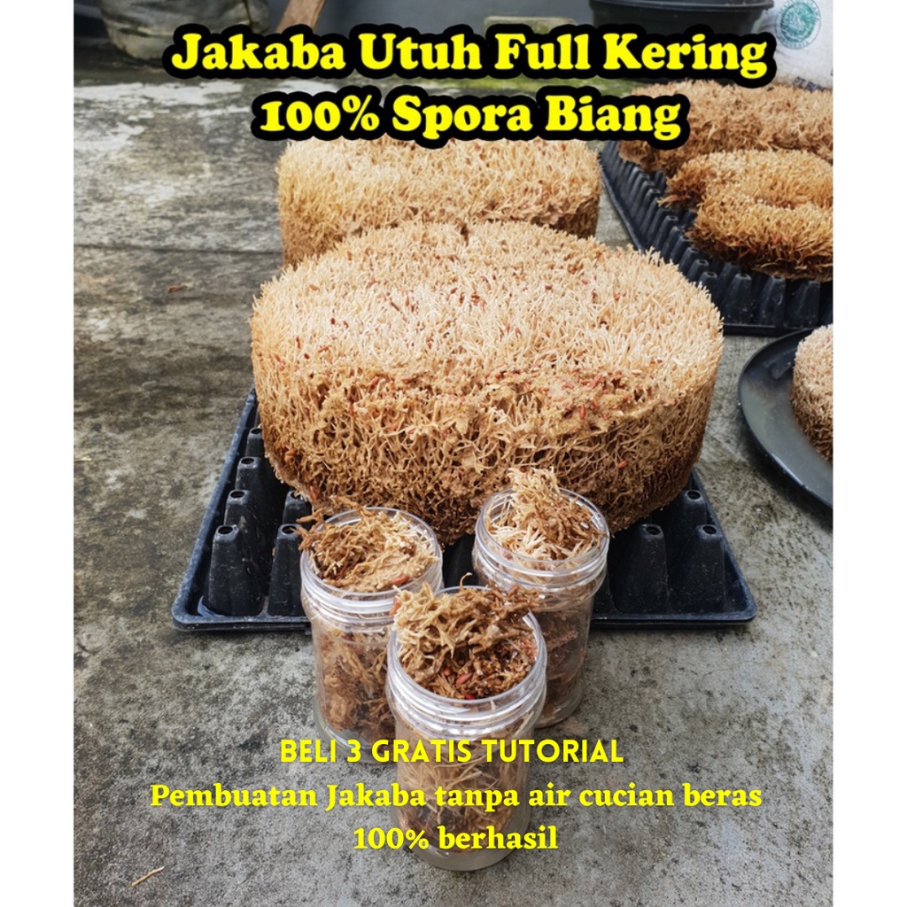 Jual Beli Jamur Jakaba Full Botol Biang | Shopee Indonesia
