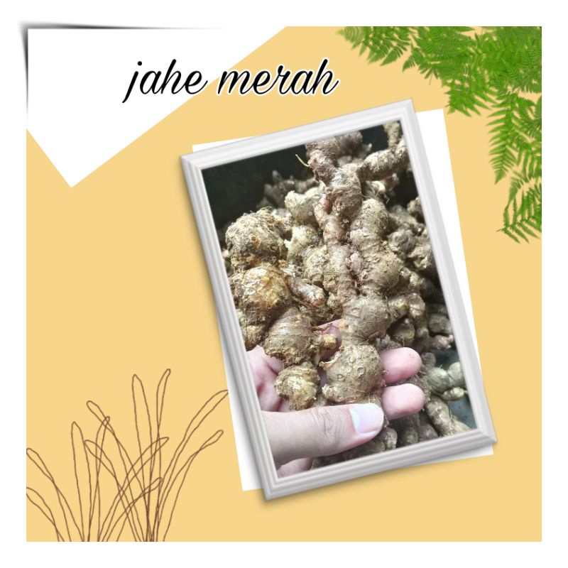 Jual JAHE MERAH FRESH JAHE SEGAR JAHE MURAH RED GINGER 1 kg | Shopee ... Jual JAHE MERAH FRESH JAHE SEGAR JAHE MURAH RED GINGER 1 kg | Shopee ...