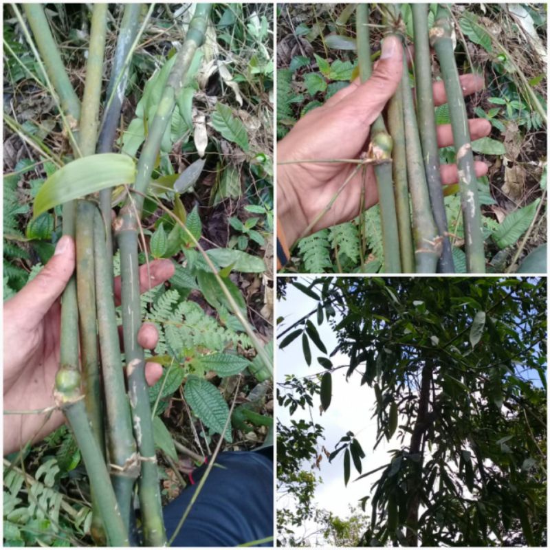 Jual Stek bambu rambat hutan/bambu cangkuang perbatang | Shopee Indonesia