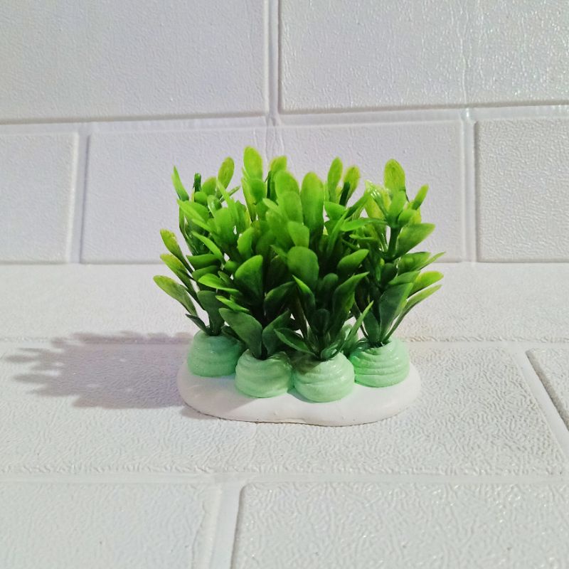 Jual Tanaman hias daun rimbun cantik akuarium aquascape | Shopee Indonesia