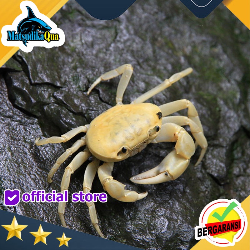 Jual Kepiting Hias Banana Crab Air Tawar Paludarium | Shopee Indonesia