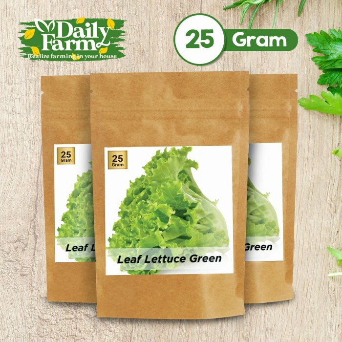 Jual Benih Sayur Selada Keriting - Bibit Leaf Lettuce Green ( 25 Gram ...