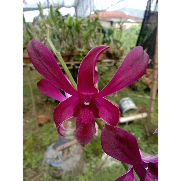 Jual anggrek dendro caesar red | Shopee Indonesia