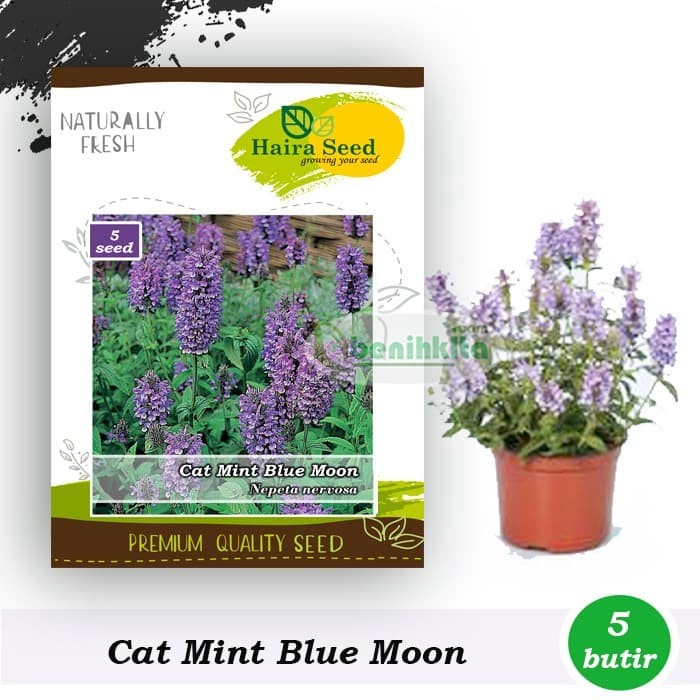 Jual ELV32 Benih-Bibit Catmint Blue Moon (Haira Seed) 3947 | Shopee ...