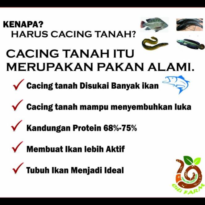 Jual Pakan Ikan Cacing Tanah Lumbricus (Anc) 1 Kg Murni | Shopee Indonesia