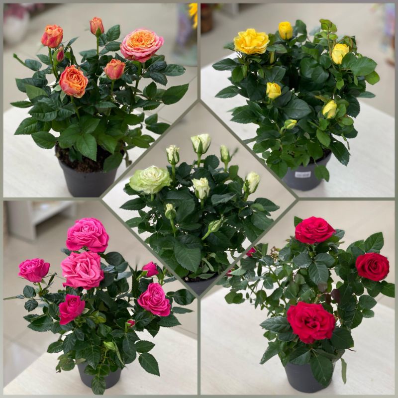 Jual PAKET 5 TANAMAN HIDUP BUNGA MAWAR (SUDAH BERBUNGA) SUPER RIMBUN ...