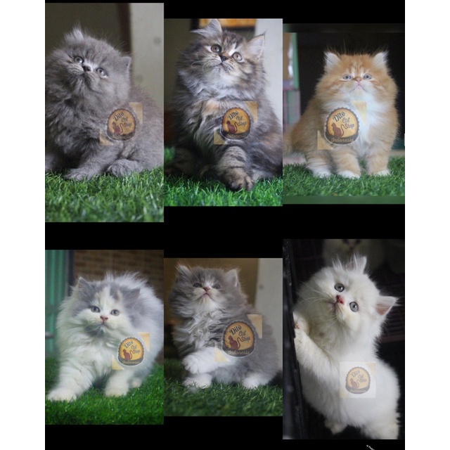 Jual Kucing Persia Anggora Munchkin Himalaya Ragdol Super | Shopee ...
