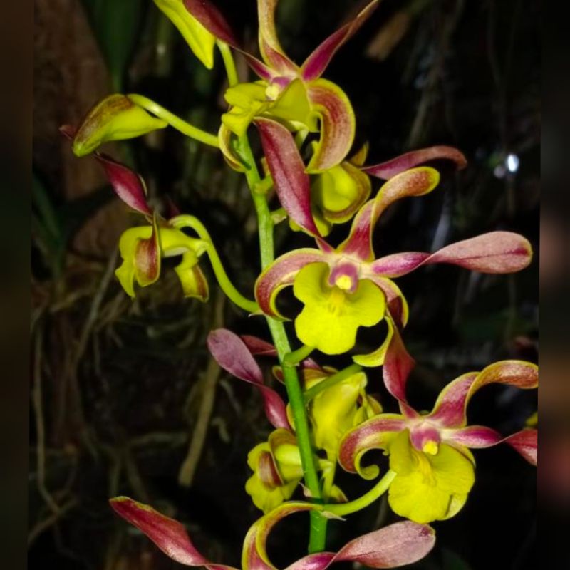 Jual Anggrek Dendrobium Kriting Burana Horn | Bunga Cantik Dan Rajin ...