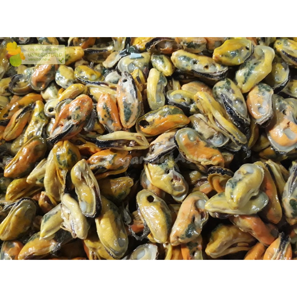 Jual Kerang Hijau Kupas Daging Kerang Ijo Fresh Seafood Hasil Laut ...