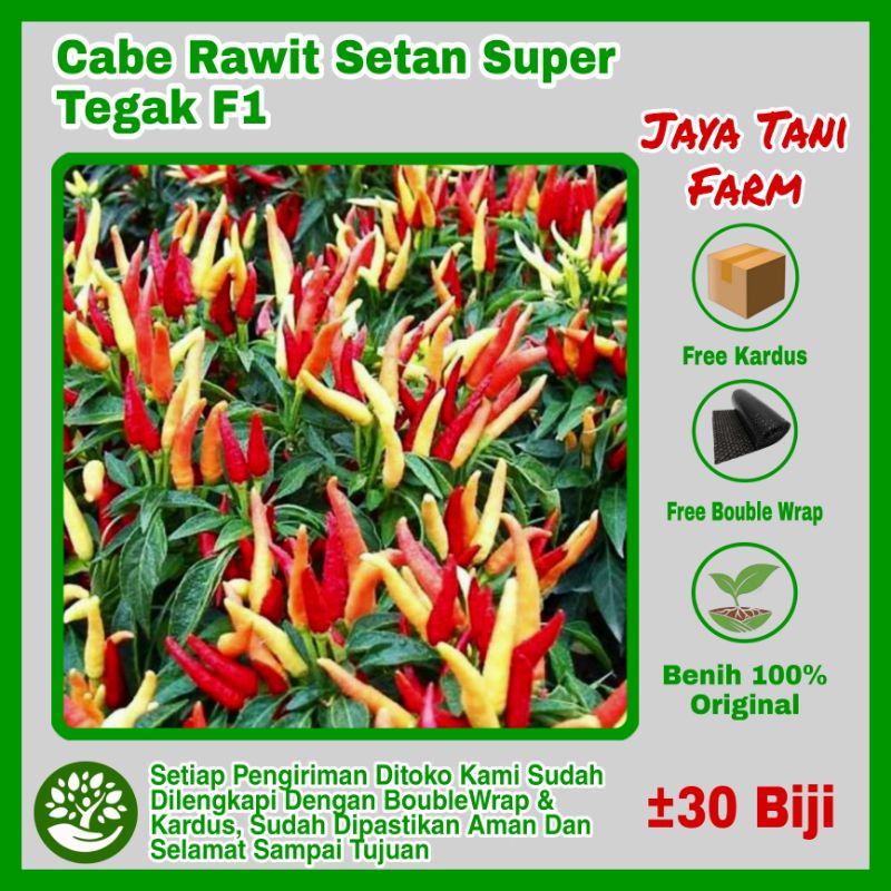 Jual 30 Biji Benih Cabe Cabai Rawit Setan Super Tegak Super Pedas F1 ...