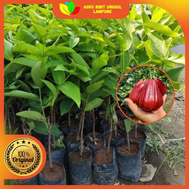 Jual Bibit Jambu Air Citra Merah Okulasi Super Genjah Cepat Berbuah ...