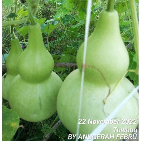 Jual Benih bibit labu air botol guci cina 20 biji | Shopee Indonesia