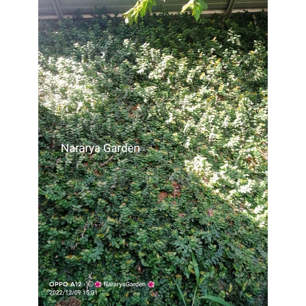 Jual DOLLAR RAMBAT MINI/FICUS PUMILA ( MINMAL ORDER 20 RIBU ) | Shopee ...