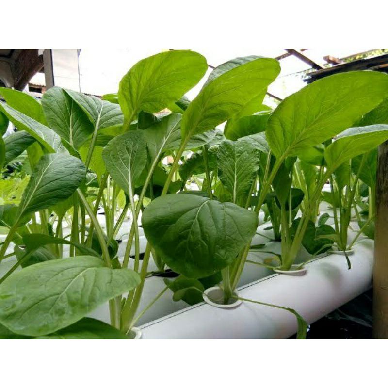 Jual SAWI MANIS CAISIM HIDROPONIK | Shopee Indonesia