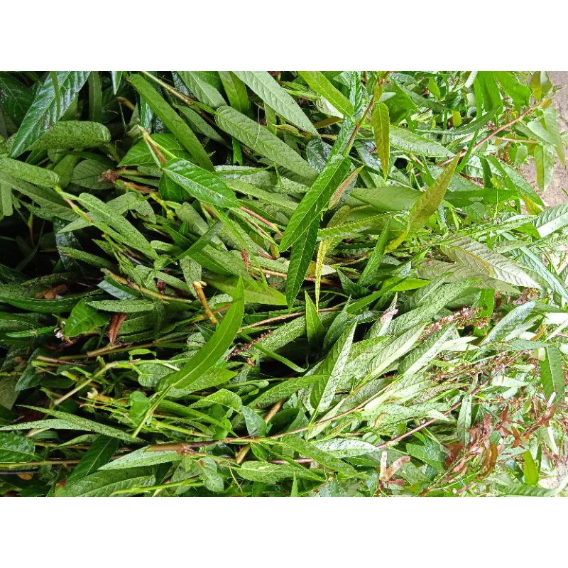 Jual Daun Duduk Segar | Shopee Indonesia